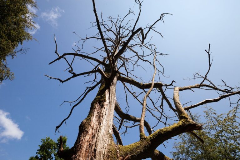 How to Tell if a Tree is Dead and Needs to be Removed | Clean Cut Tree